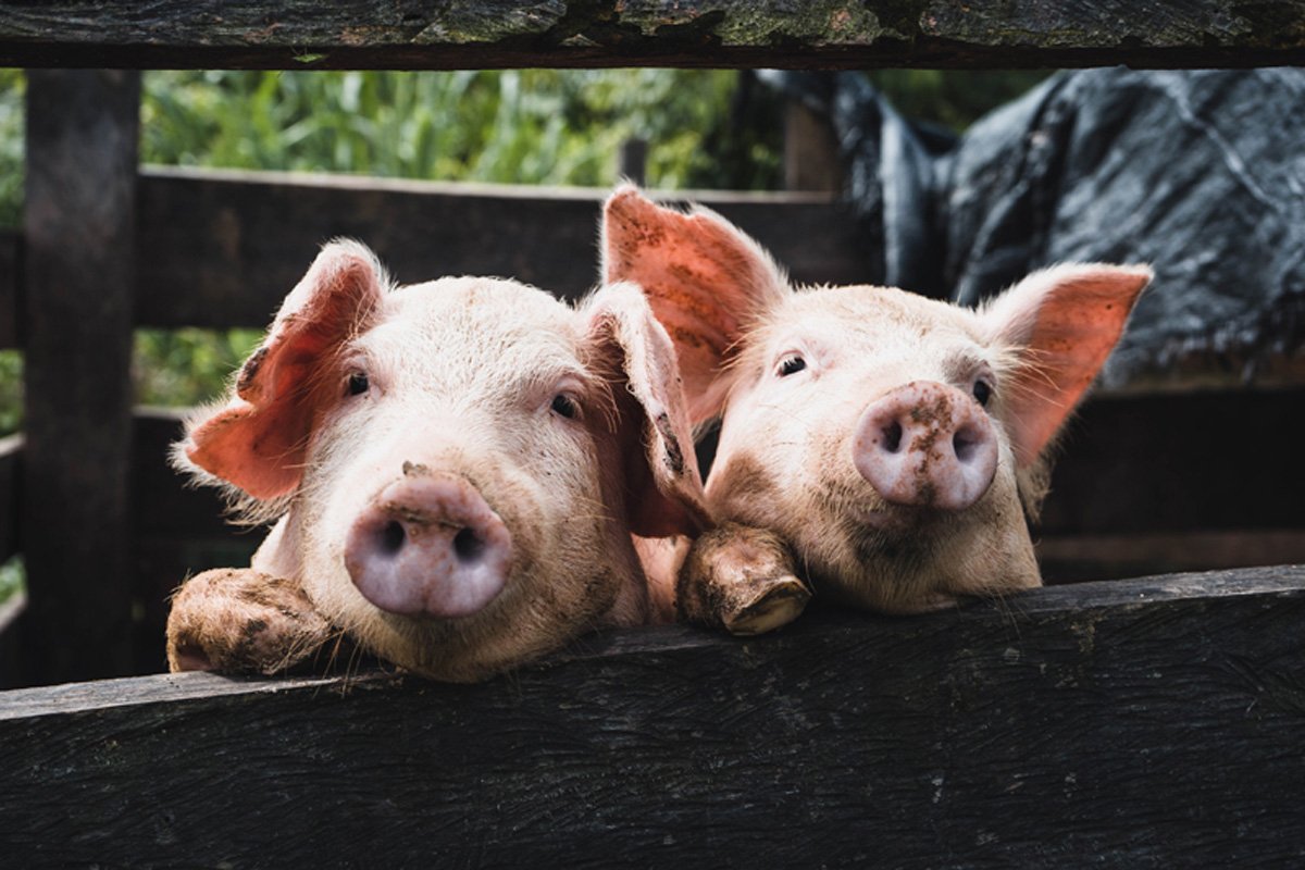 Ancient Pigs Point to Noah - flyingeaglepublications