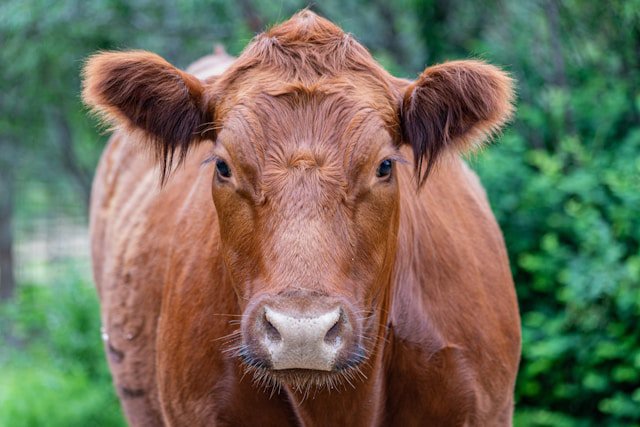 The Significance of Red Heifers in Building the Third Temple: A Symbol ...